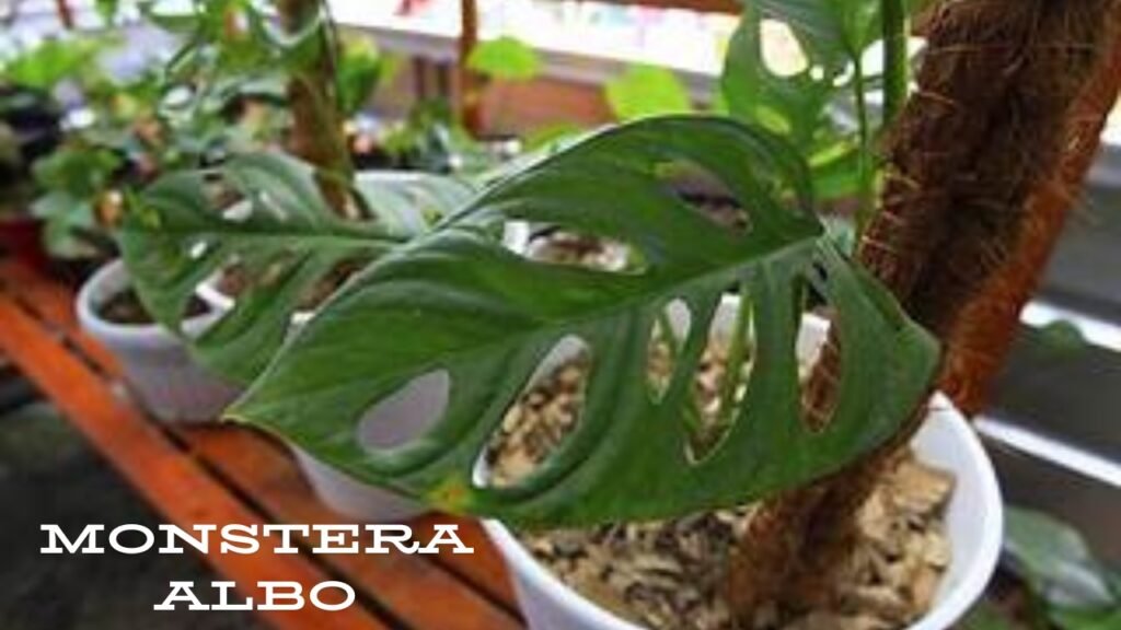 Monstera Albo: A Guide to Care and Cultivation