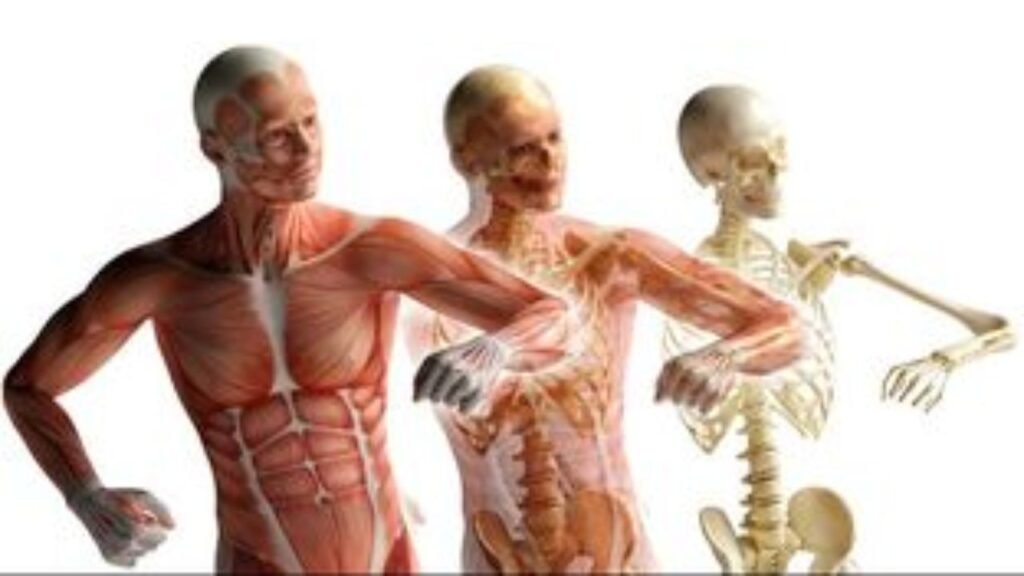 IB Sports Exercise and Health Science IA Rubric Guide